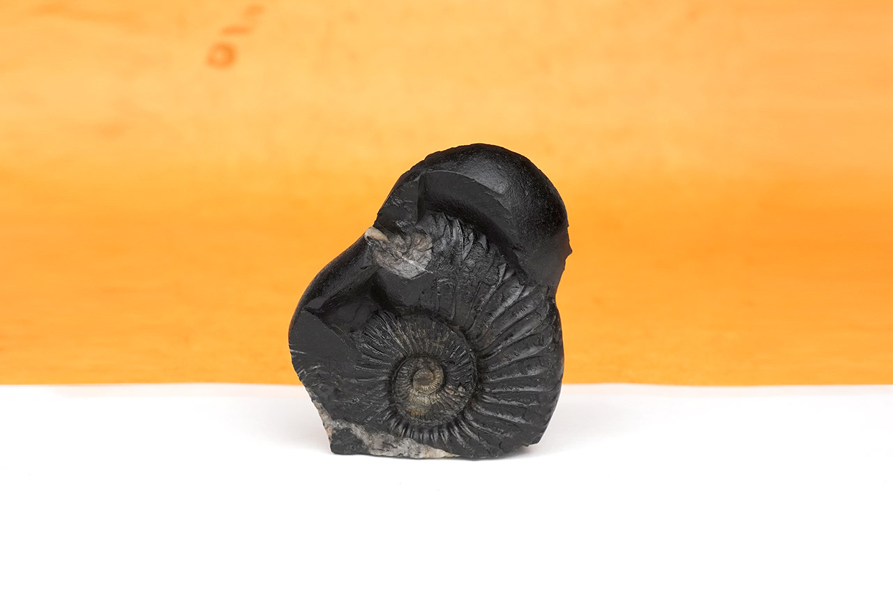Varaha Shaligram Murti - III - Rudra Centre