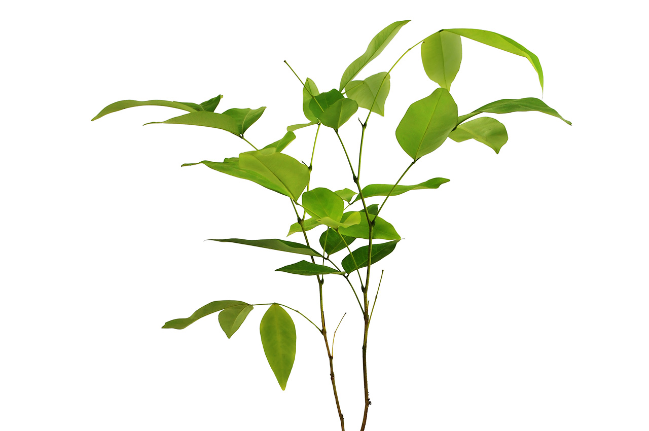 Buy online Vishu Kani Konna Plant | Vishu Konna Plant Price - Rudraksha ...