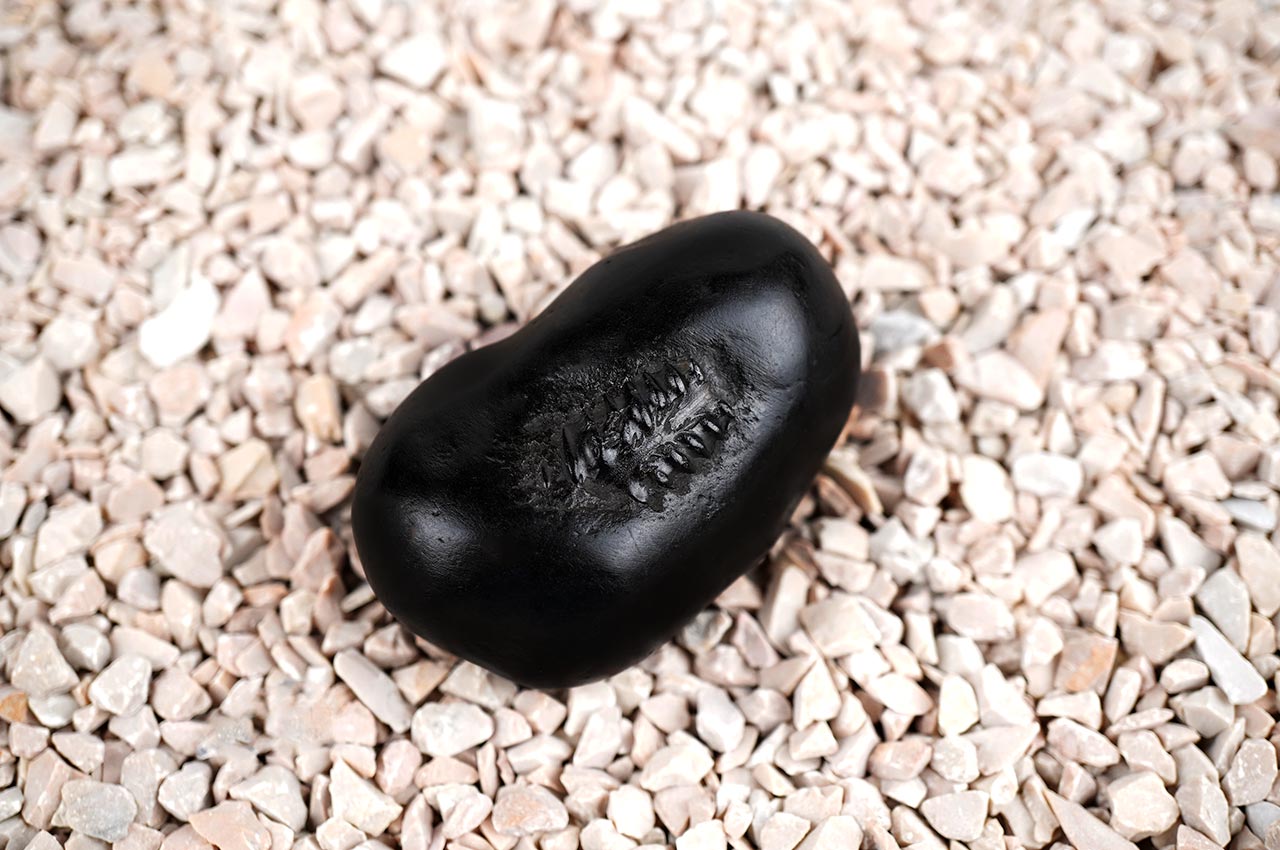 Santan Gopal Shaligram Shila - Rudra Centre