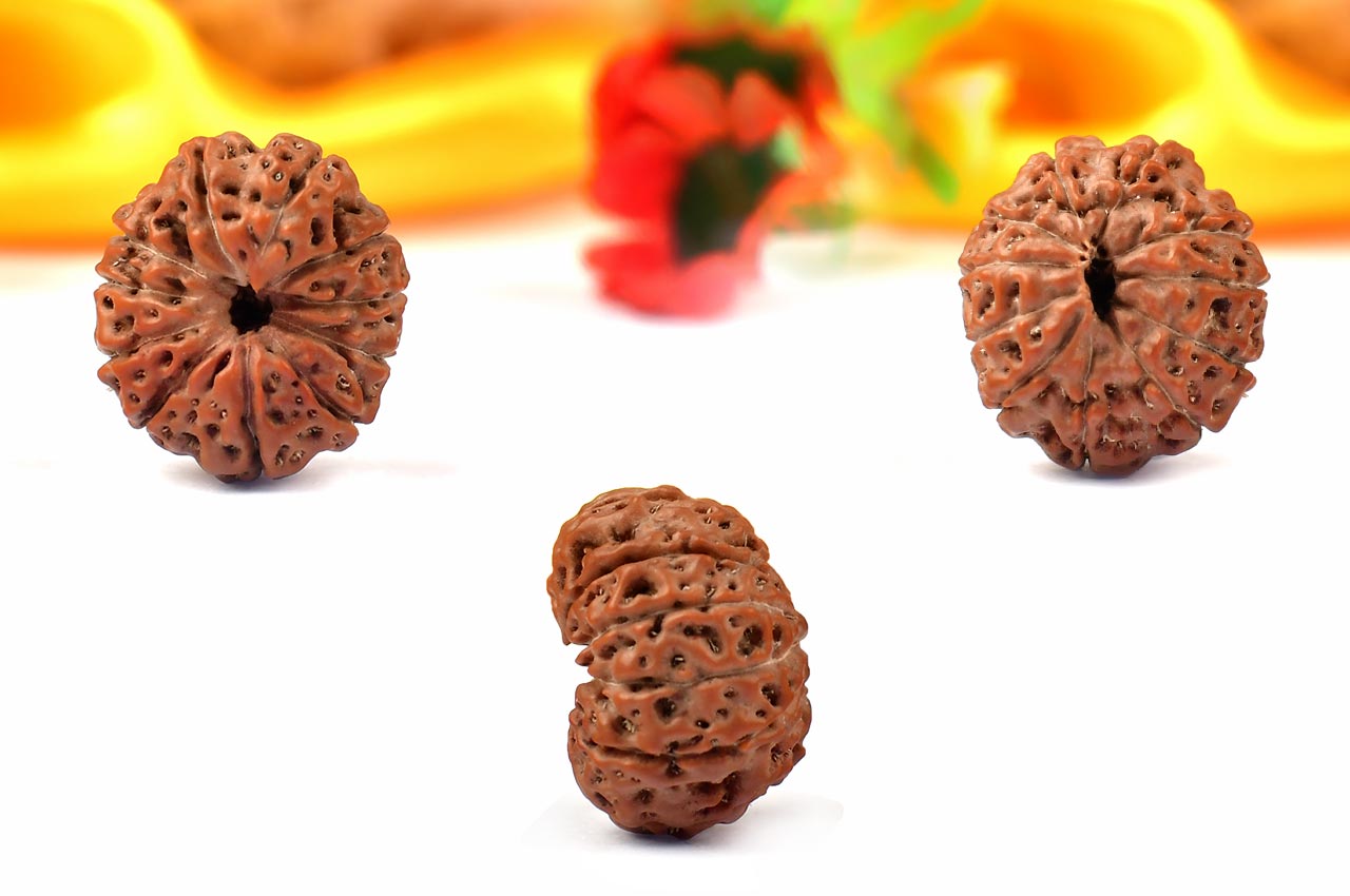 Buy Collector Eleven Mukhi Java Rudraksha Beads, Collector 11 Mukhi ...