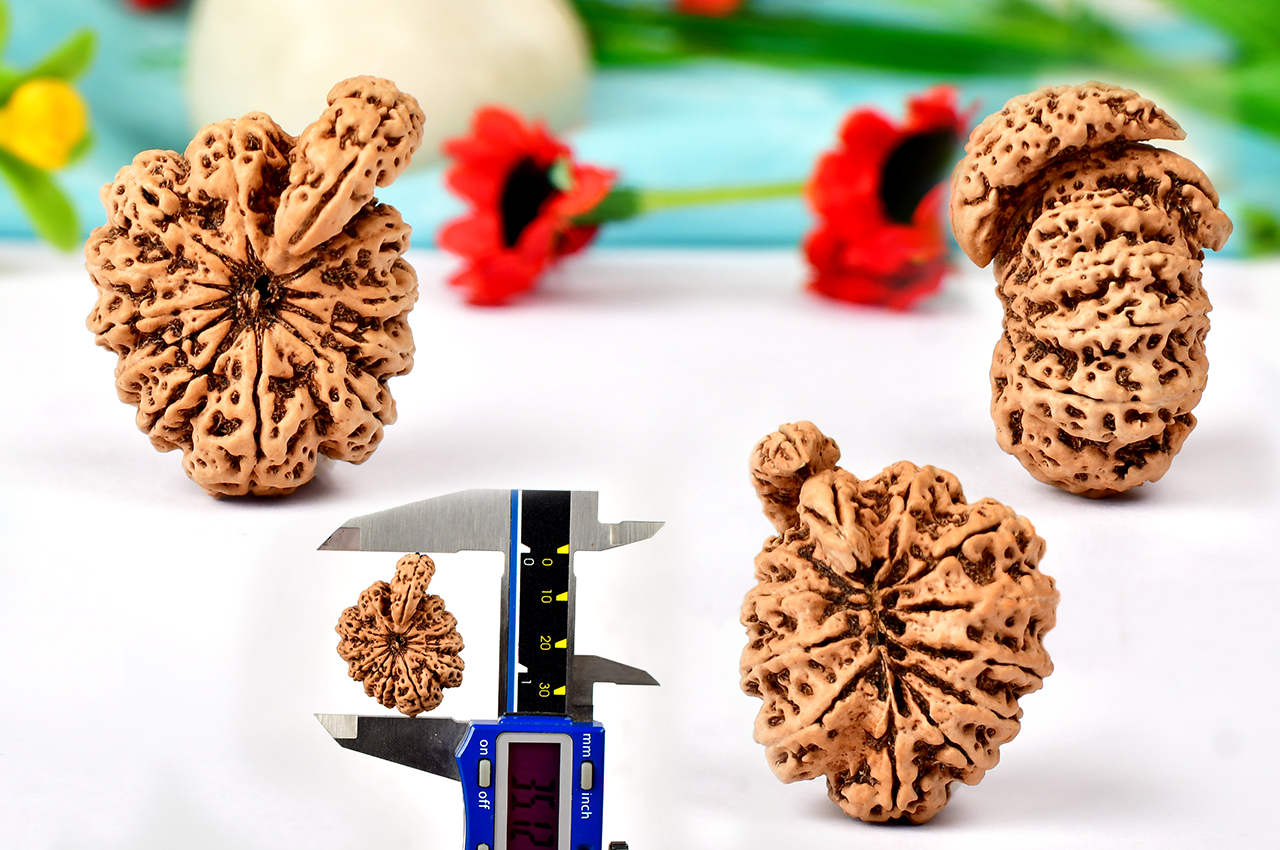 Buy Super Collector Savar - Naag Rudraksha - VI - Rudra Centre