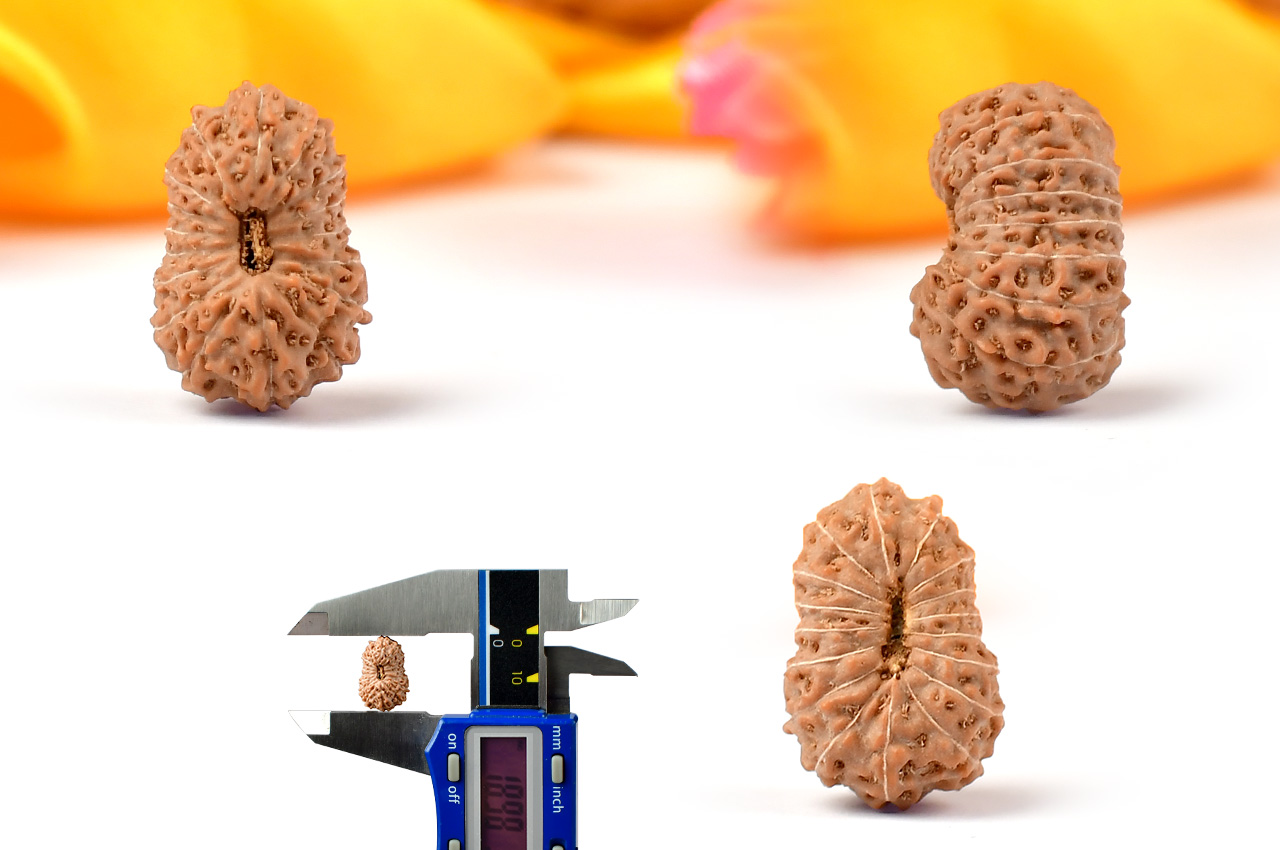 Buy Seventeen Mukhi from Java Indonesia - Large - CXXVII