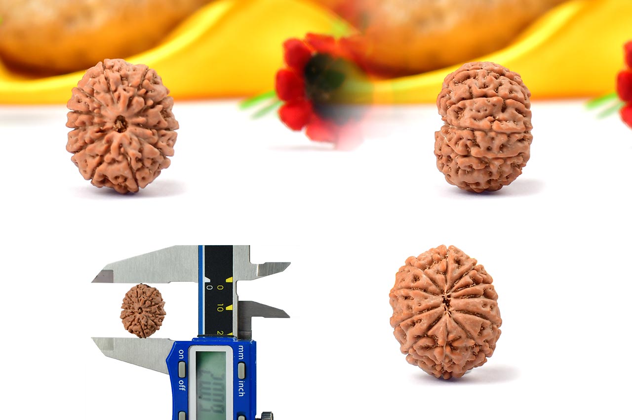 Buy Collector Eleven Mukhi from Java Indonesia - LXXXVII