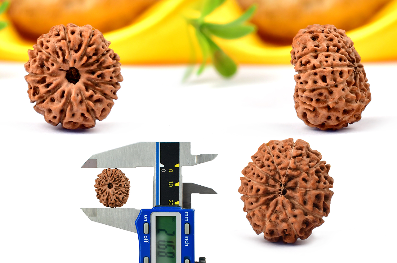 Buy Collector Eleven Mukhi from Java Indonesia - LXXXIX