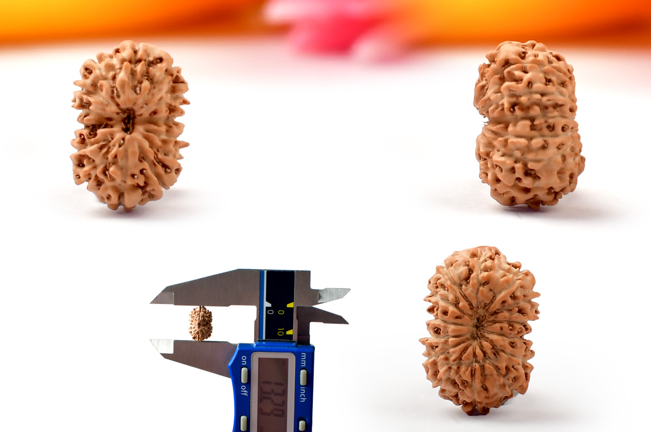 Buy Fourteen Mukhi from Java Indonesia - Small - CCLII