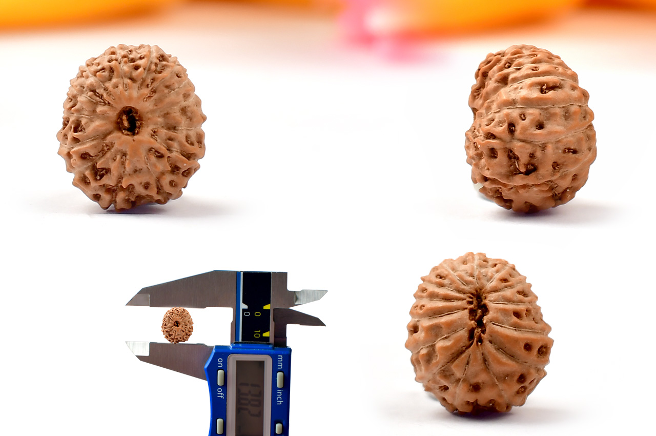 Buy Fourteen Mukhi from Java Indonesia - Small - CCLVIII