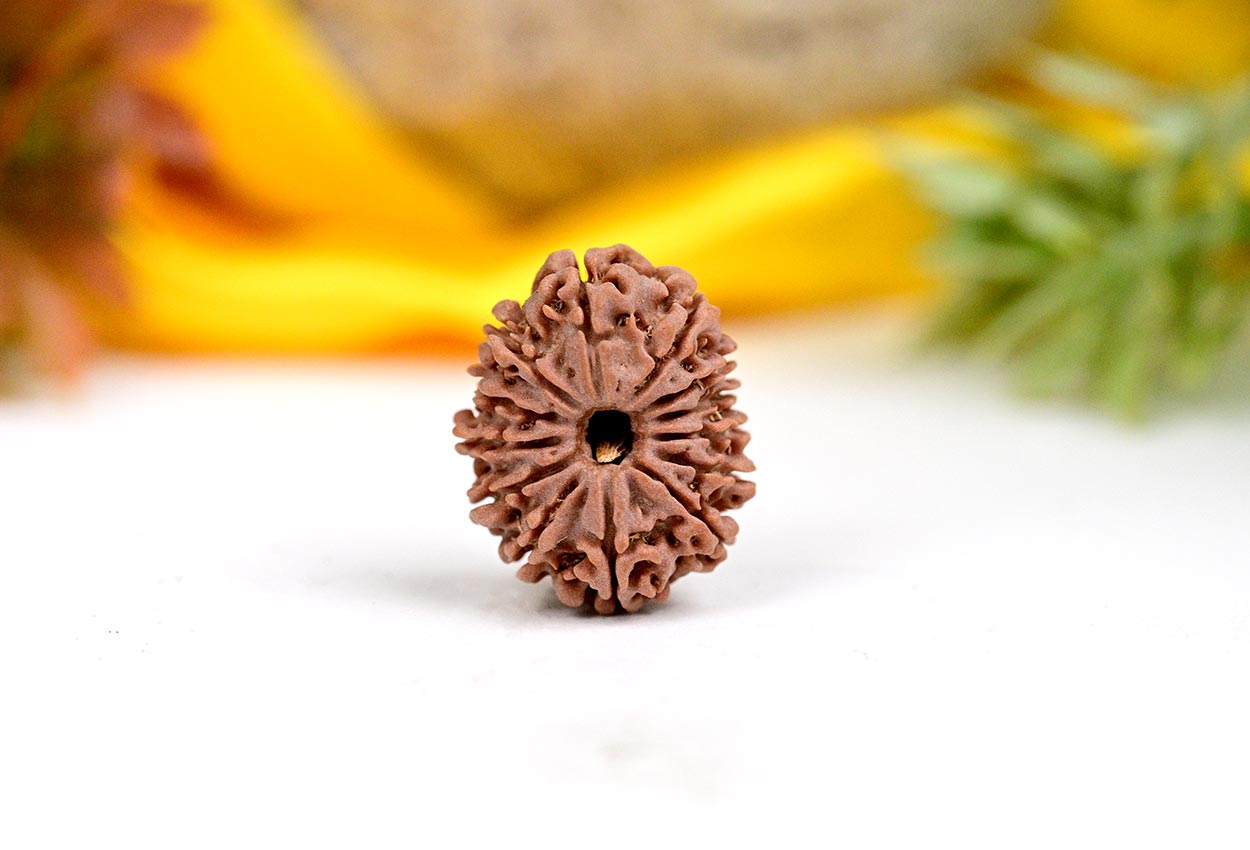 Buy Original Thirteen Mukhi (13 Face) Rudraksha at Best Price - Rudra ...