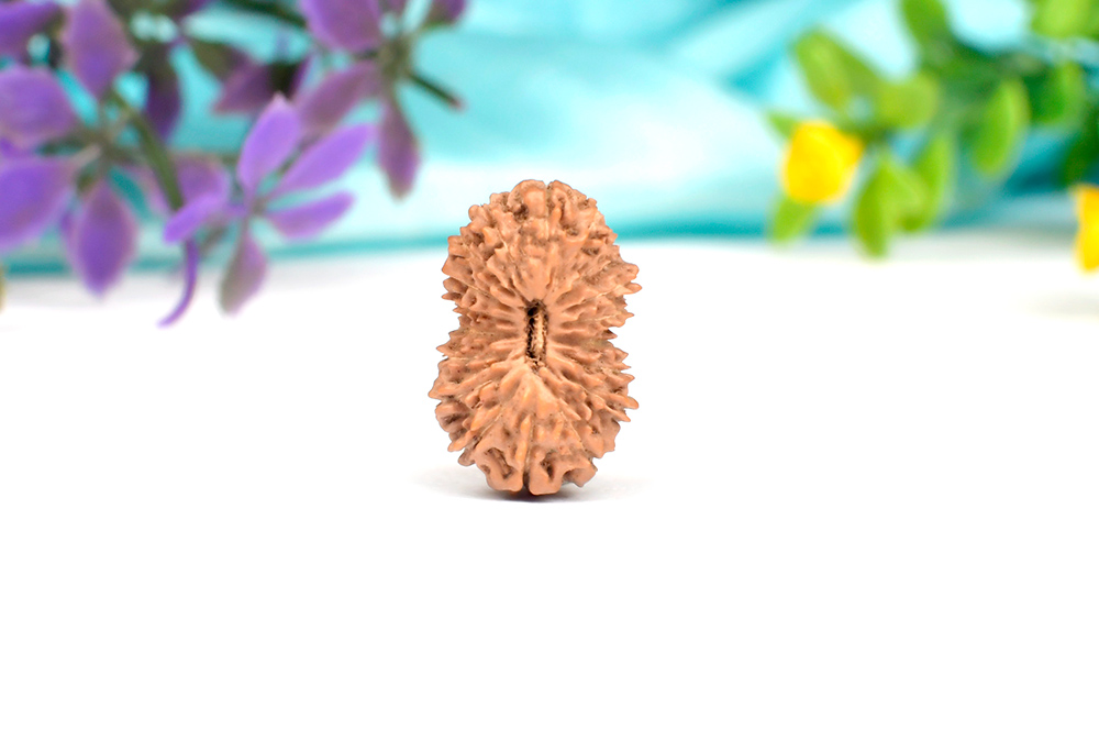 Super Collector 18 Mukhi from Java Indonesia - XXI