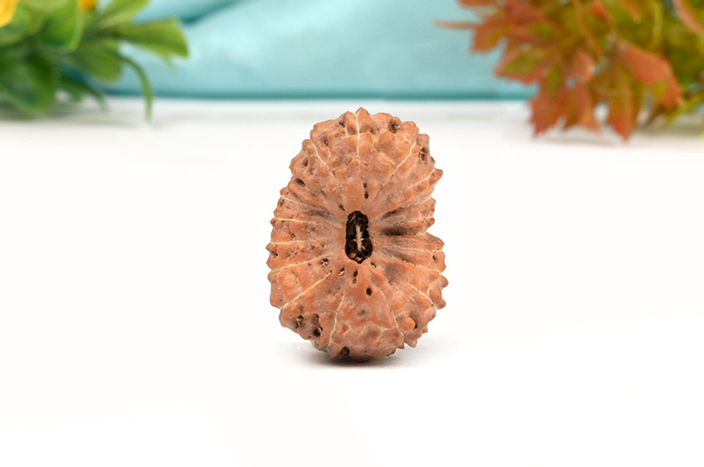 Super Collector Eighteen Mukhi from Java Indonesia - XIX