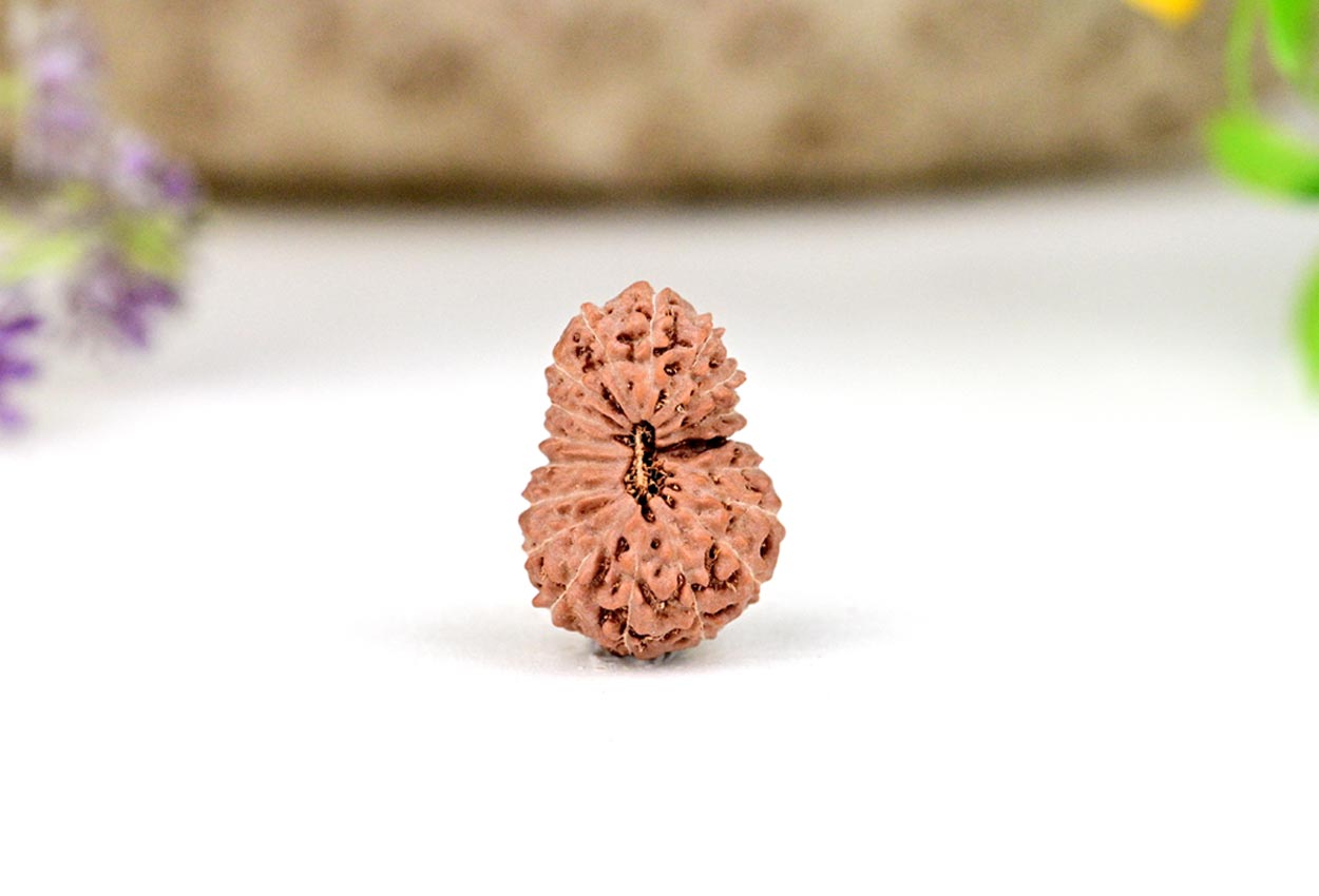 Super Collector 18 Mukhi from Java Indonesia - XVI