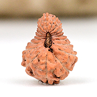 Collector Nineteen Mukhi from Java LV