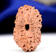 Collector Twenty Mukhi from Java Indonesia XXI