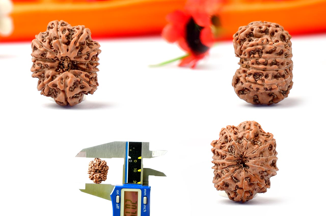 Buy Collector Eleven Mukhi from Java Indonesia - LXXX - Rudra Centre