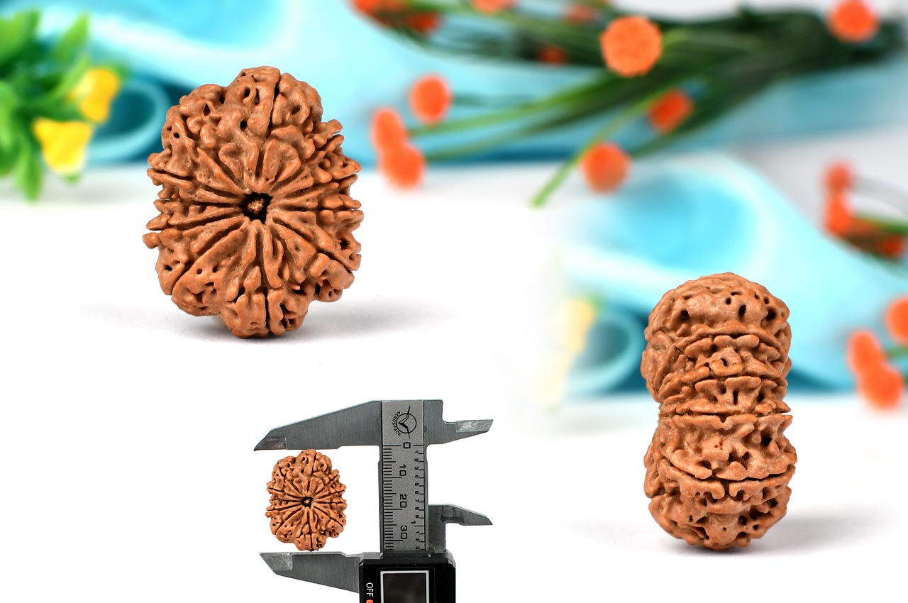 Buy Collector Eleven Mukhi from Nepal - CXVII