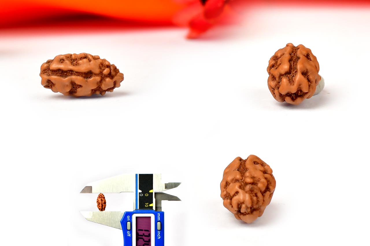 1 mukhi from Java Indonesia - Large - VII