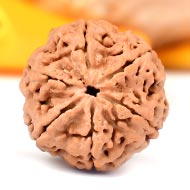 Buy Original 6 Mukhi (Six Face) Rudraksha at Best Price - Rudra Centre