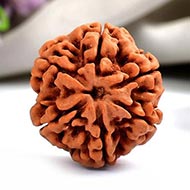 Buy Original Six Face (6 Mukhi) Rudraksha at Best Price - Rudra Centre