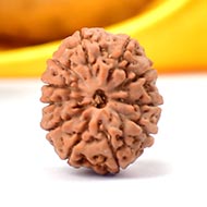 Buy Collector Eleven Mukhi from Java Indonesia - LXXXVII