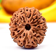 11 mukhi Rudraksha Indonesia, Gyarah Mukhi Java Rudraksha Beads Online ...
