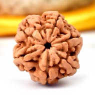Buy Original 6 Mukhi (Six Face) Rudraksha at Best Price - Rudra Centre