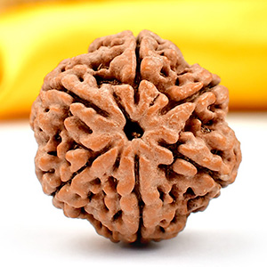 Buy Original 6 Mukhi (Six Face) Rudraksha at Best Price - Rudra Centre
