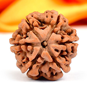 Buy Original 6 Mukhi (Six Face) Rudraksha at Best Price - Rudra Centre