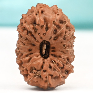 Collector 18 Mukhi from Java Indonesia - XXXVIII