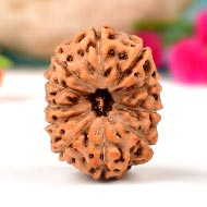 11 mukhi Rudraksha Indonesia, Gyarah Mukhi Java Rudraksha Beads Online ...