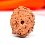 11 mukhi Rudraksha Indonesia, Gyarah Mukhi Java Rudraksha Beads Online ...
