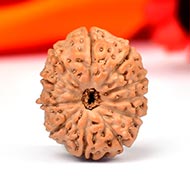 11 mukhi Rudraksha Indonesia, Gyarah Mukhi Java Rudraksha Beads Online ...