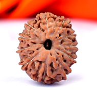 11 mukhi Rudraksha Indonesia, Gyarah Mukhi Java Rudraksha Beads Online ...