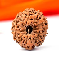 11 mukhi Rudraksha Indonesia, Gyarah Mukhi Java Rudraksha Beads Online ...