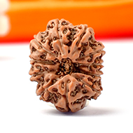 11 mukhi Rudraksha Indonesia, Gyarah Mukhi Java Rudraksha Beads Online ...