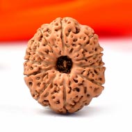 11 mukhi Rudraksha Indonesia, Gyarah Mukhi Java Rudraksha Beads Online ...