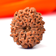 11 mukhi Rudraksha Indonesia, Gyarah Mukhi Java Rudraksha Beads Online ...