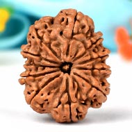 Buy Collector Eleven Mukhi from Nepal - CXVII