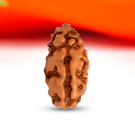 1 mukhi Rudraksha Indonesia, One Mukhi Java Rudraksha Beads Online ...