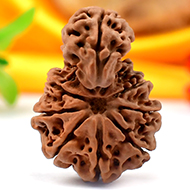 Buy Original Savar Naag Rudraksha Online at Best Price - Rudra Centre