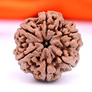 Buy Original 6 Mukhi (Six Face) Rudraksha at Best Price - Rudra Centre