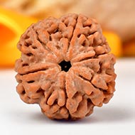 Buy Original 6 Mukhi (Six Face) Rudraksha at Best Price - Rudra Centre