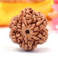 Buy Original 6 Mukhi (Six Face) Rudraksha at Best Price - Rudra Centre