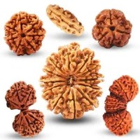 Buy Original Rudraksha Online at best Price | Real Certified Rudraksha ...