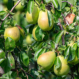 Pear Trees | YouGarden