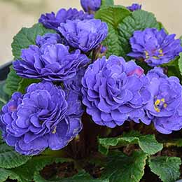 Plant Finder - YouGarden