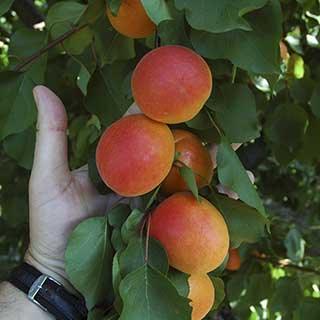 Apricot Trees | YouGarden