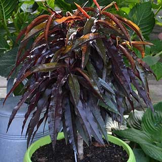 Peach Trees | YouGarden