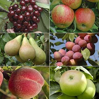 Pear Trees | YouGarden