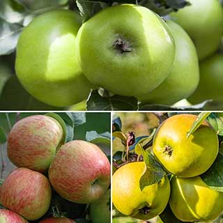Apple Trees | YouGarden