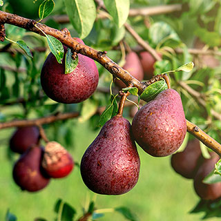 Pear Trees | YouGarden