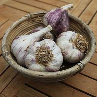 Seeds | Gardening Direct